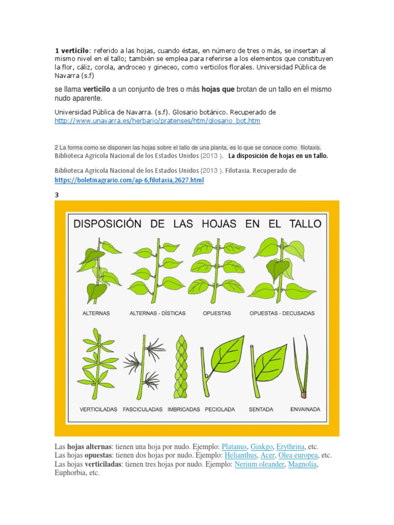 Tipos de Filotaxia en Hojas | PDF | Hoja | Tallo de la planta