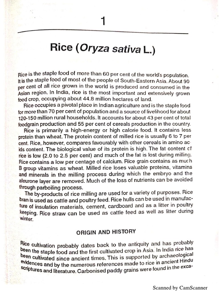 Rice | PDF
