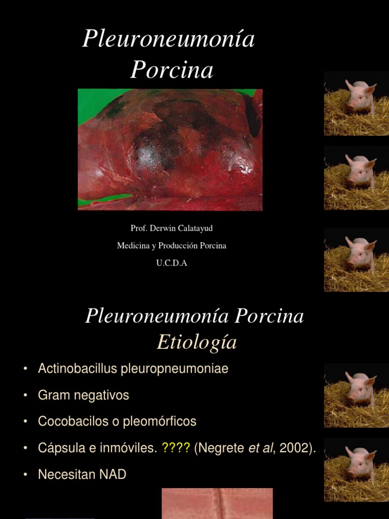 Pleuroneumonia y Poliserositis. Udca PDF | PDF | Condicion cronica ...