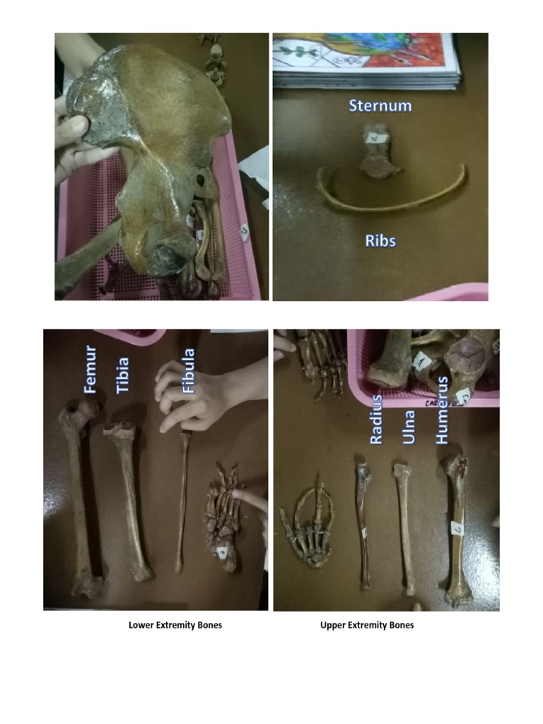 Skeletal System (Bones) | PDF | Skeleton | Human Anatomy