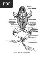 Cat Muscular System Overview | PDF | Foot | Vertebral Column