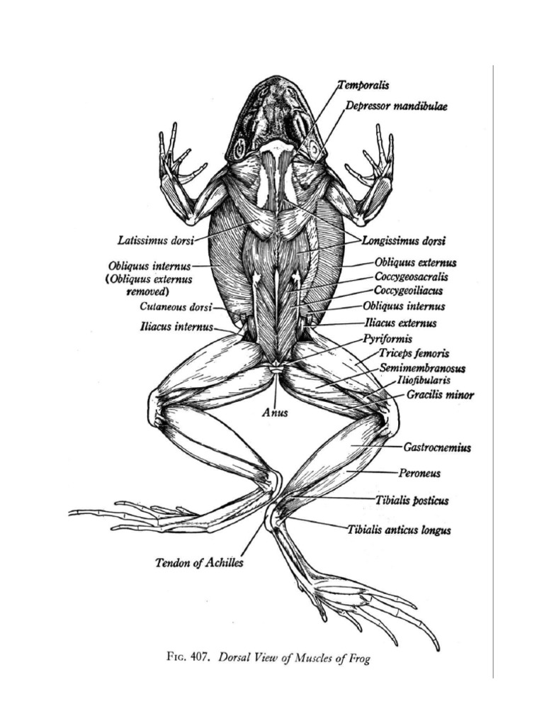 Practicals Frog Muscles | PDF | Nature