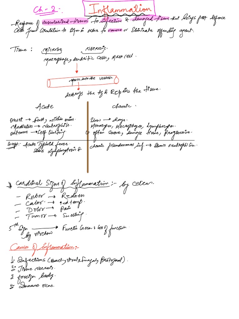 Inflammation | PDF | Inflammation | Blood Vessel