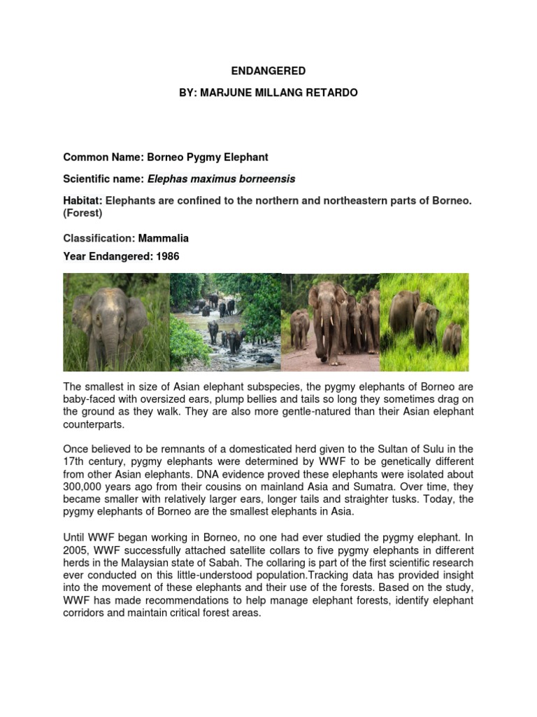 Borneo Pygmy Elephant Facts & Conservation | PDF | Tuna | Organisms