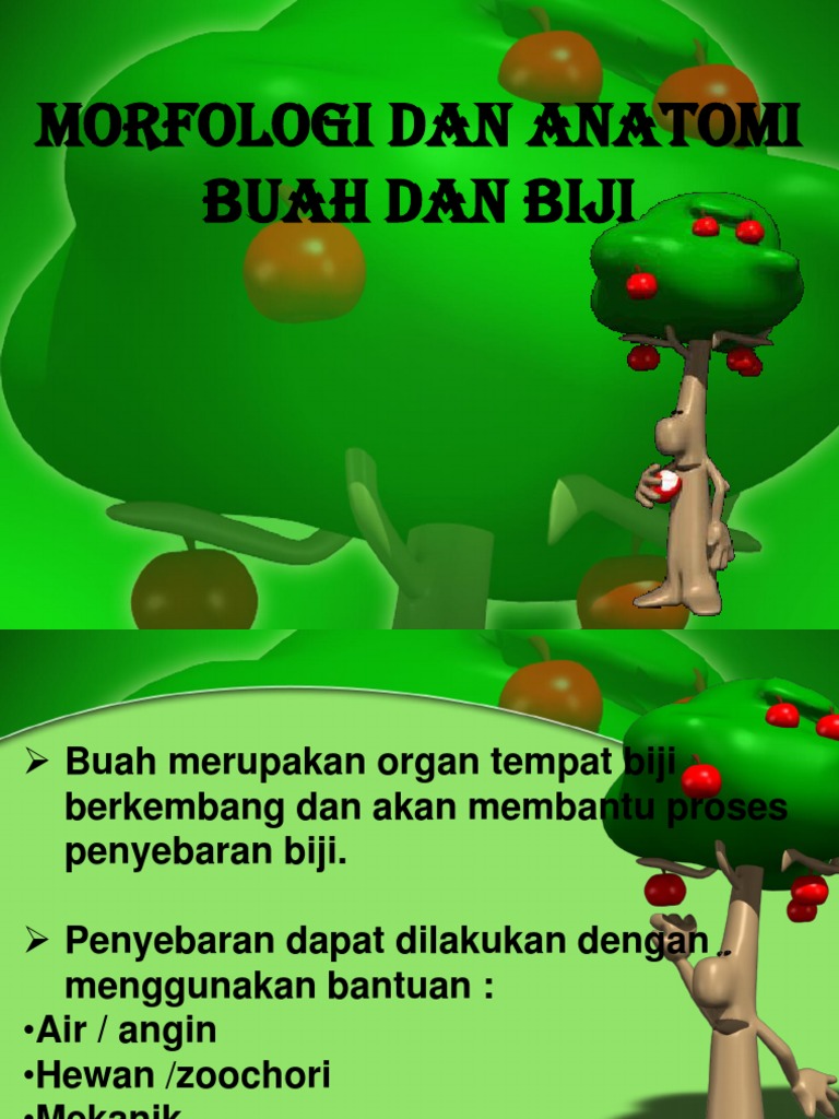V B Morfologi Dan Anatomi Buah Dan Biji | PDF