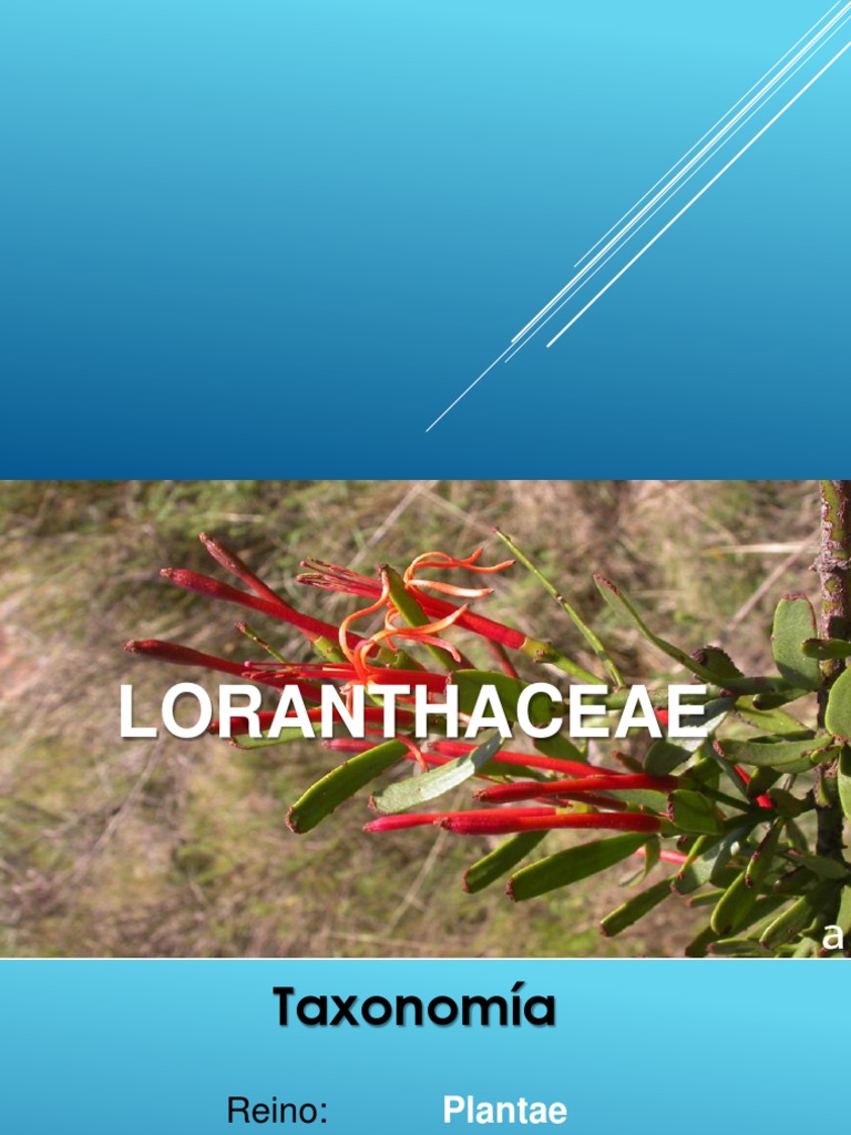 Phthirusa pyrifolia: Planta Parásita Subtropical | PDF | Flores | Hoja