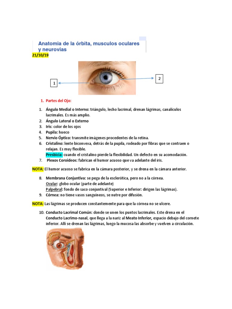Anatomía de la Órbita y Ojos Humanos | PDF | Ojo humano | Ojo