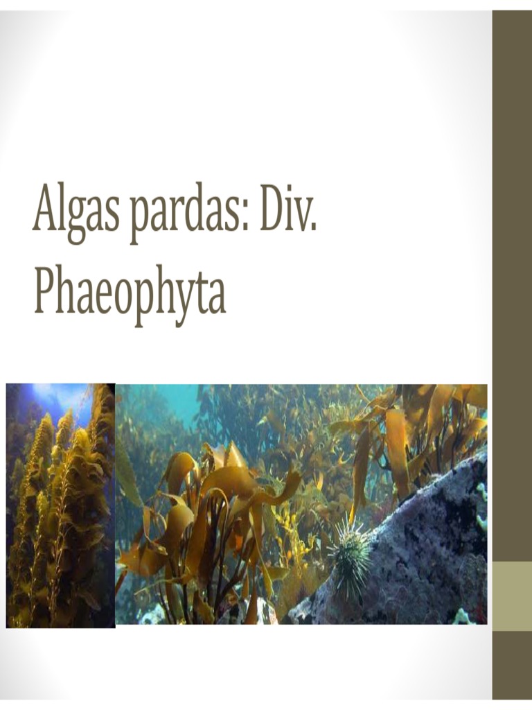 Algas Pardas | PDF | Ciencia y matemáticas