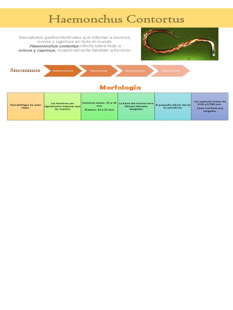 Haemonchus contortus: Morfología y Ciclo | PDF