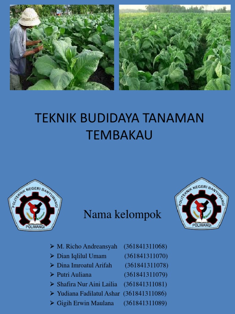TEKNIK BUDIDAYA TANAMAN TEMBAKAU | PDF
