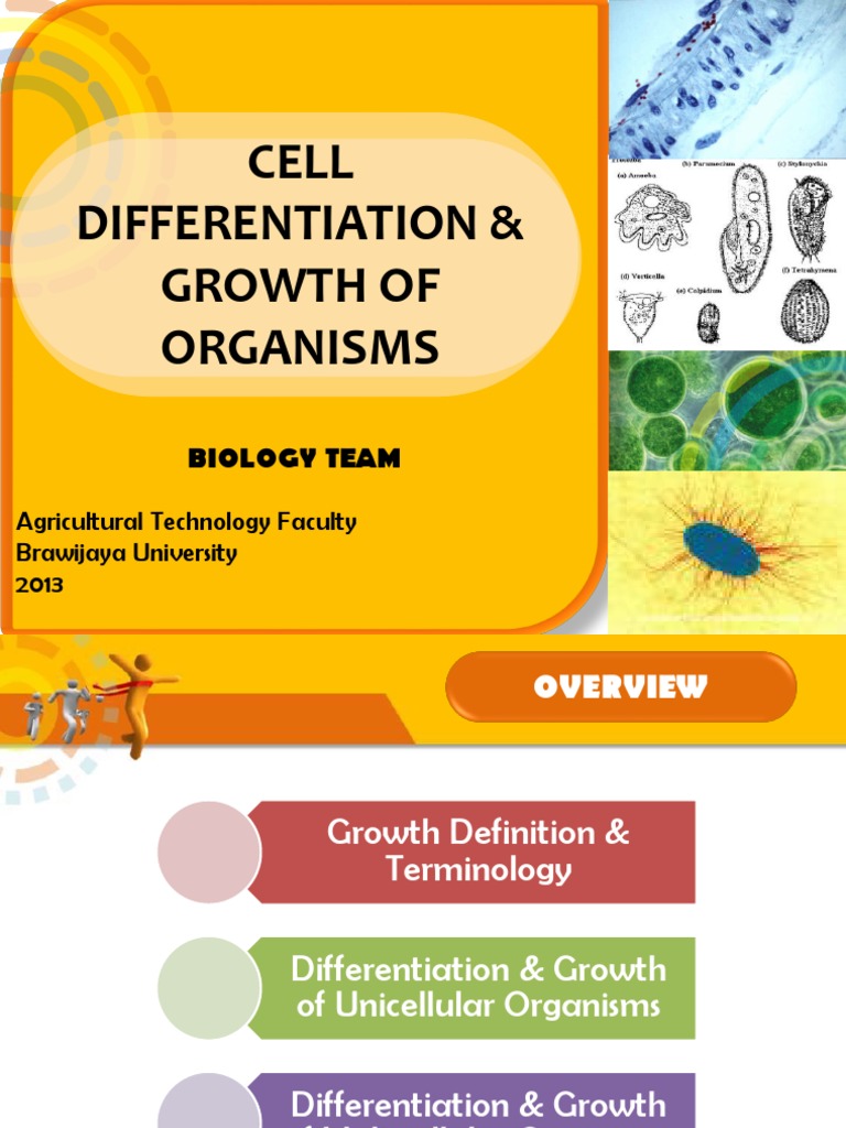 Understanding Growth and Differentiation in Organisms: A Comprehensive ...