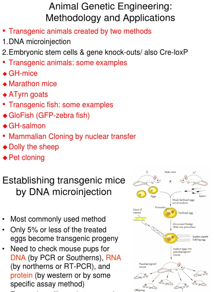 Transgenic Animals Created by Two Methods: 1.dna Microinjection 2 ...