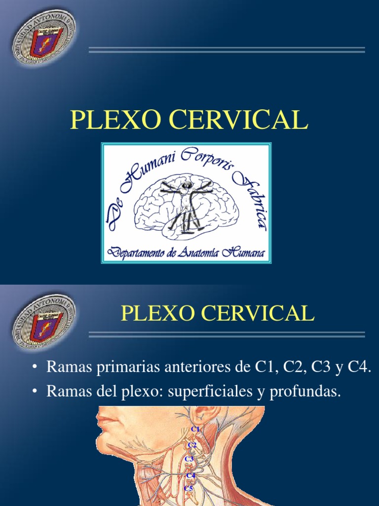 6 Plexo Cervical | PDF | Tórax (anatomía humana) | Tejido suave