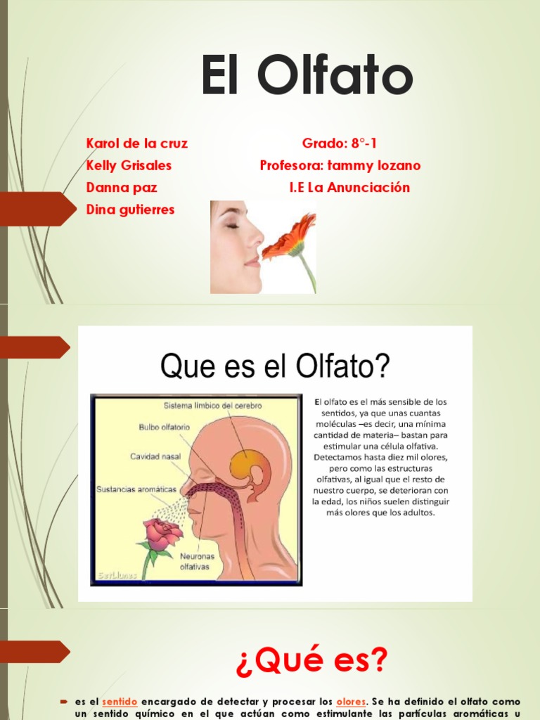 El Olfato | PDF | Olfato | Anatomía humana