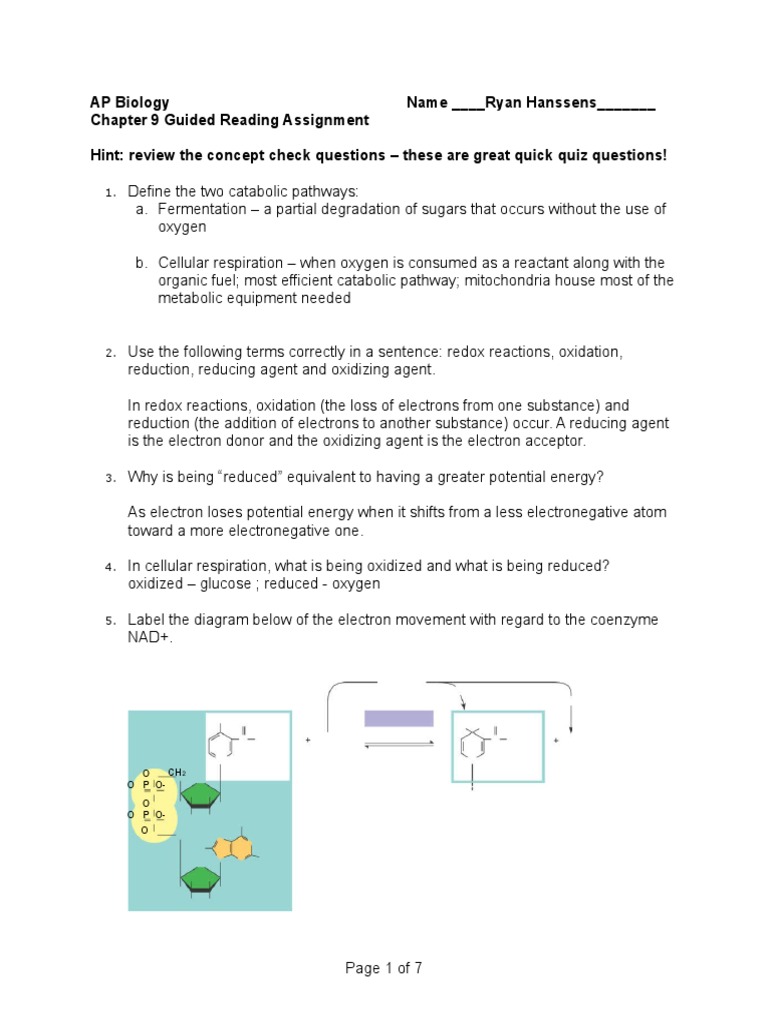 AP Bio CHAPTHER 9 Guided Reading | PDF | Cellular Respiration ...