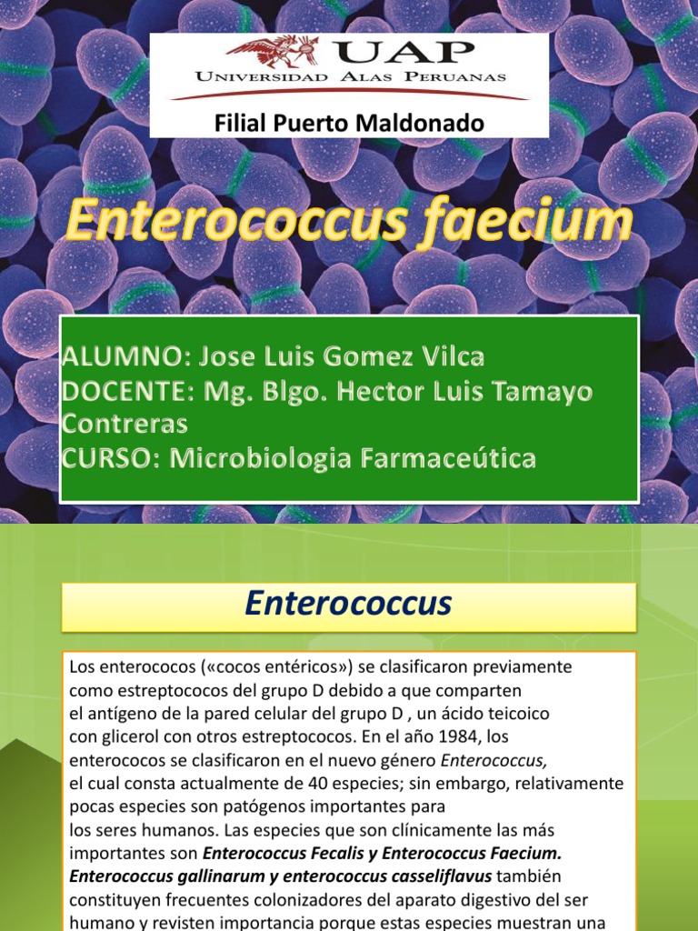 Enterococcus Faecium | PDF | Resistencia antimicrobiana | Estreptococo