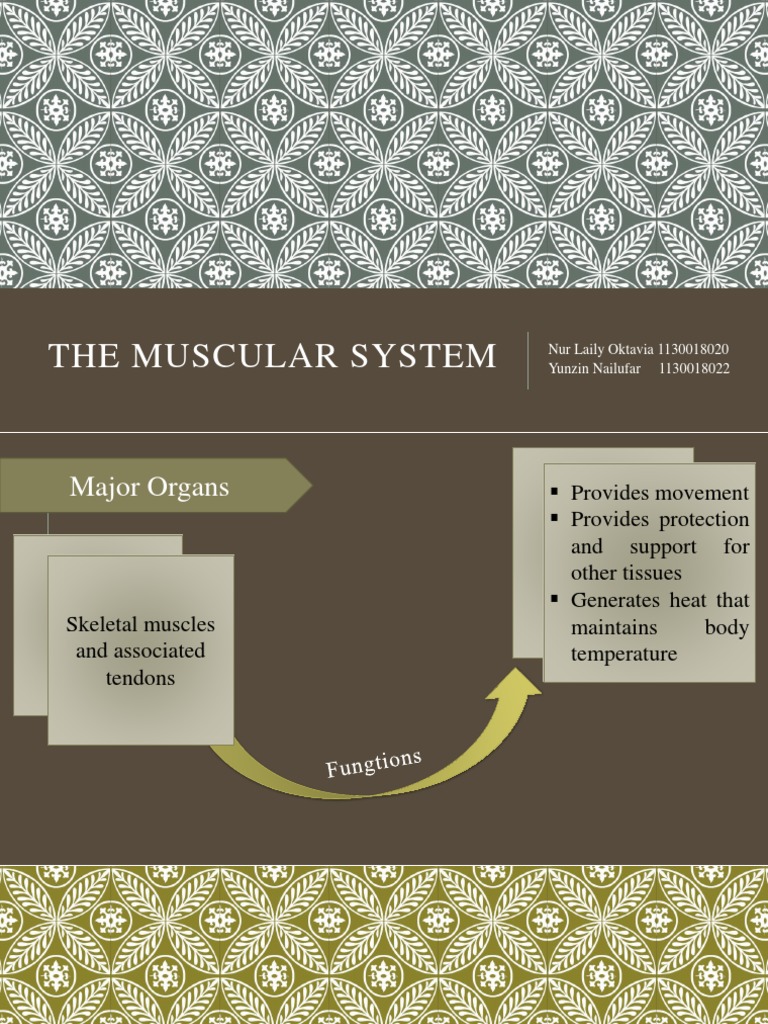 The Muscular System | PDF