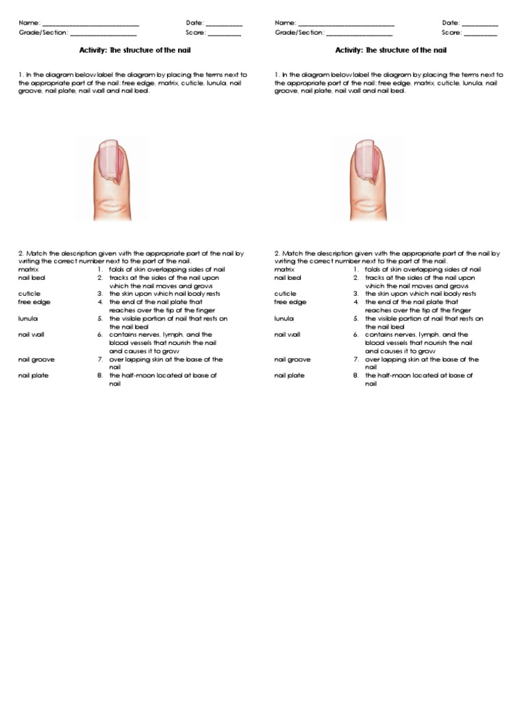 Activity: The Structure of The Nail Activity: The Structure of The Nail ...