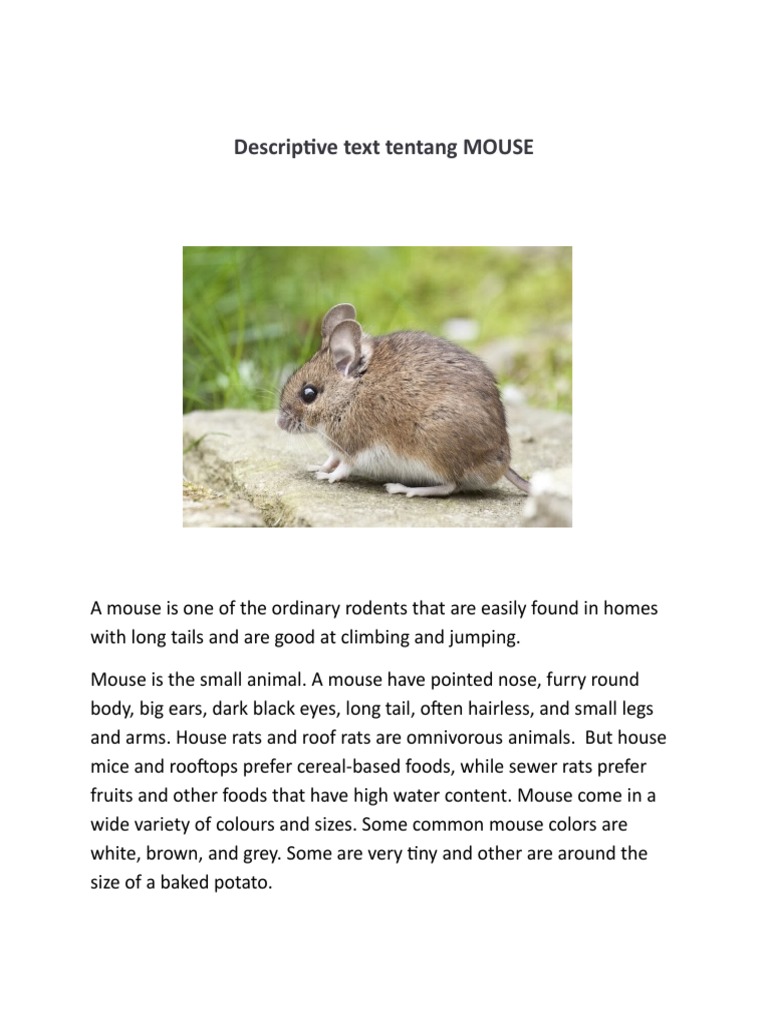 Descriptive Text About Mice | PDF | Science & Mathematics