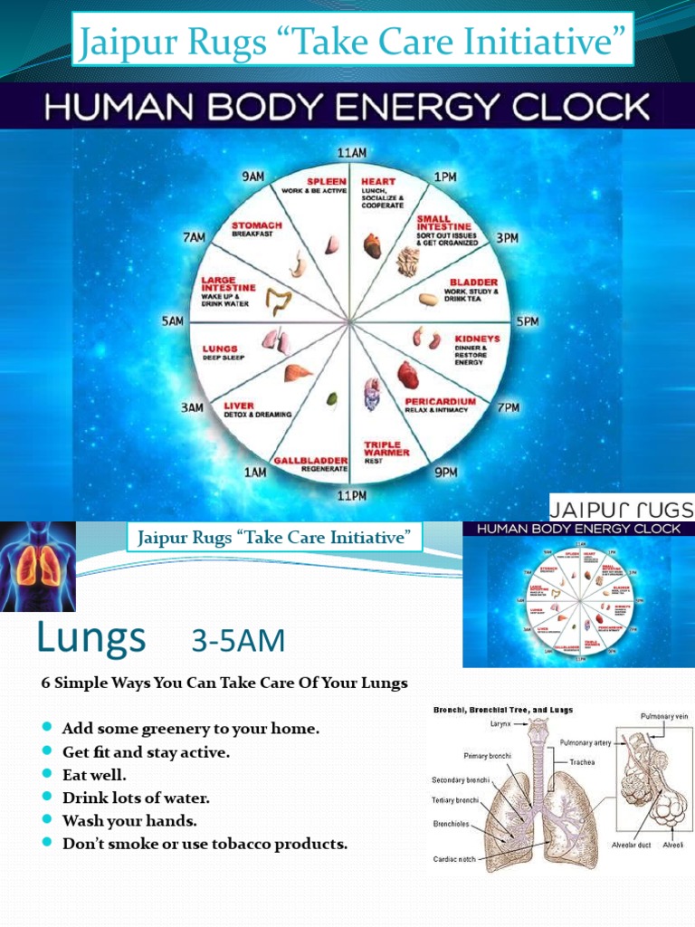 Biological Clock | PDF | Gallbladder | Heart