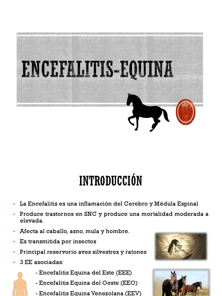 Encefalitis Equina: Tipos y Tratamientos | PDF | Virus | Inflamación