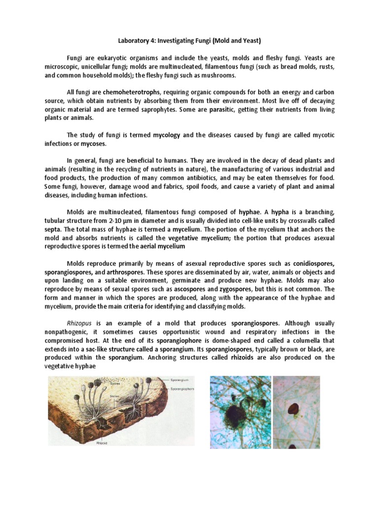 Fungi Study: Molds and Yeasts Explained | PDF | Mold | Fungus