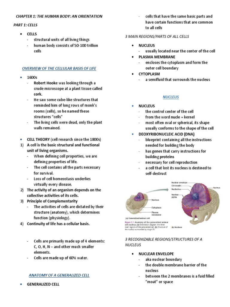 Overview of The Cellular Basis of Life: Chapter 1: The Human Body: An ...