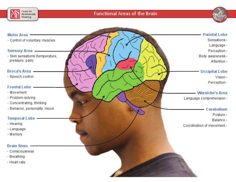 Functional Areas of Brain | PDF