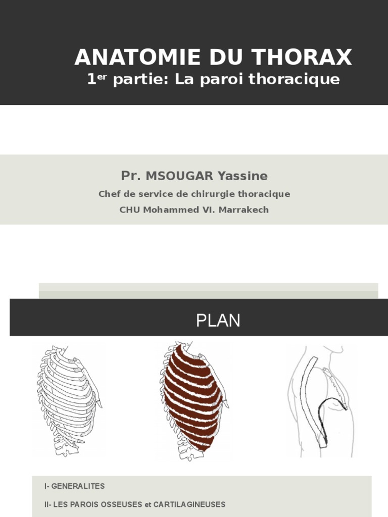 Anatomie Paroi Thoracique | PDF | Articulation (anatomie) | Vertèbre