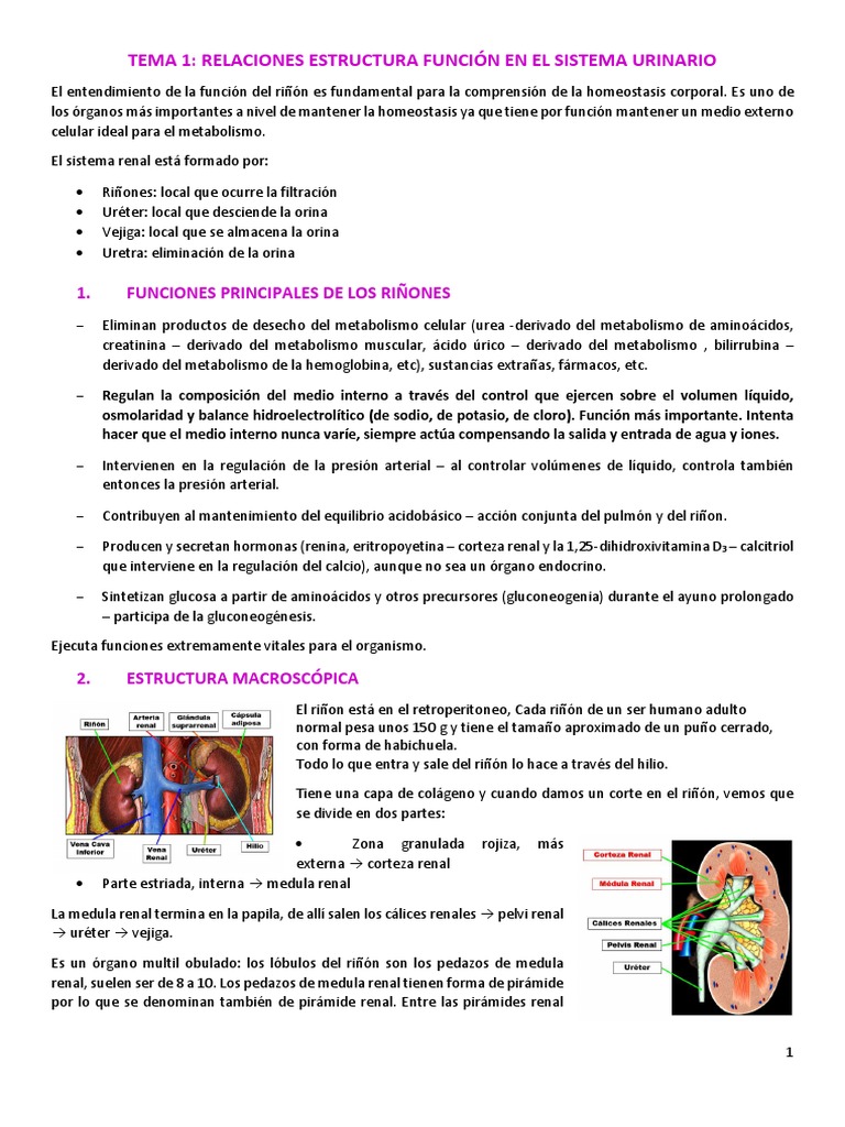 Tema 1. Relacion Estructura Funcion en El Sistema Urinario | PDF ...