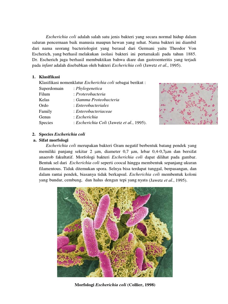 Morfologi dan Klasifikasi E. coli | PDF