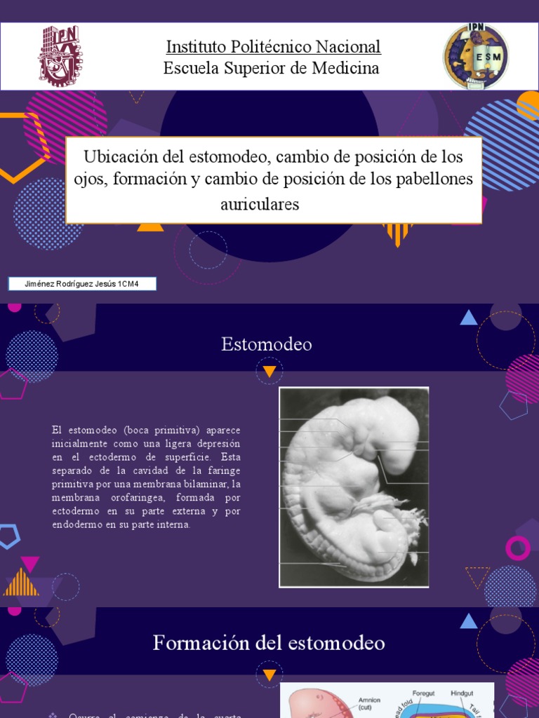 Ubicación Del Estomodeo, Cambio de Posición de | PDF | Sistema ...