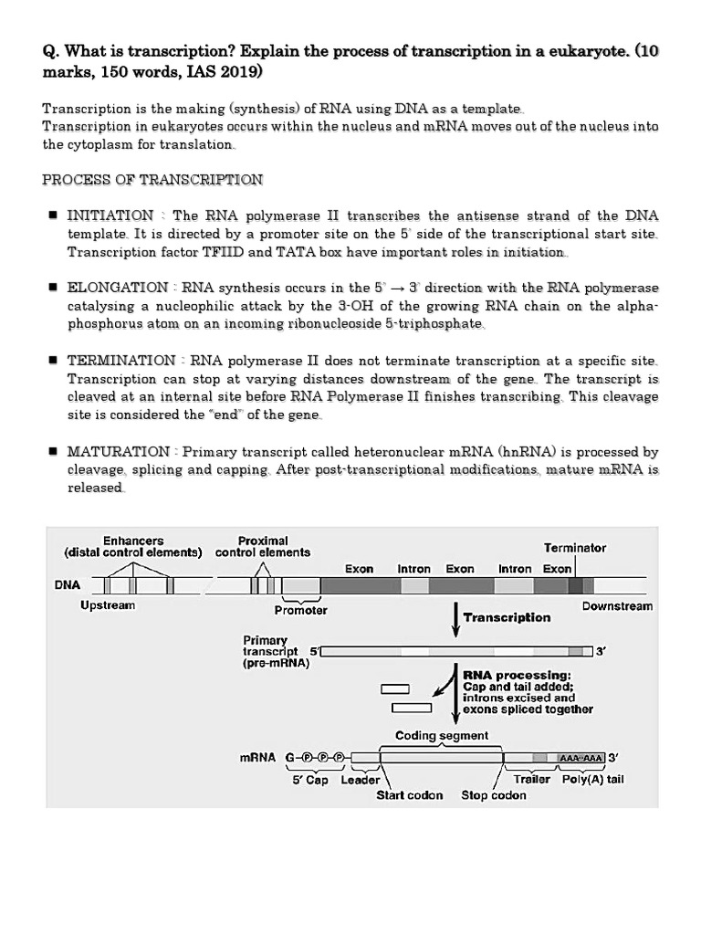Eukaryotic Transcription Process Explained | PDF