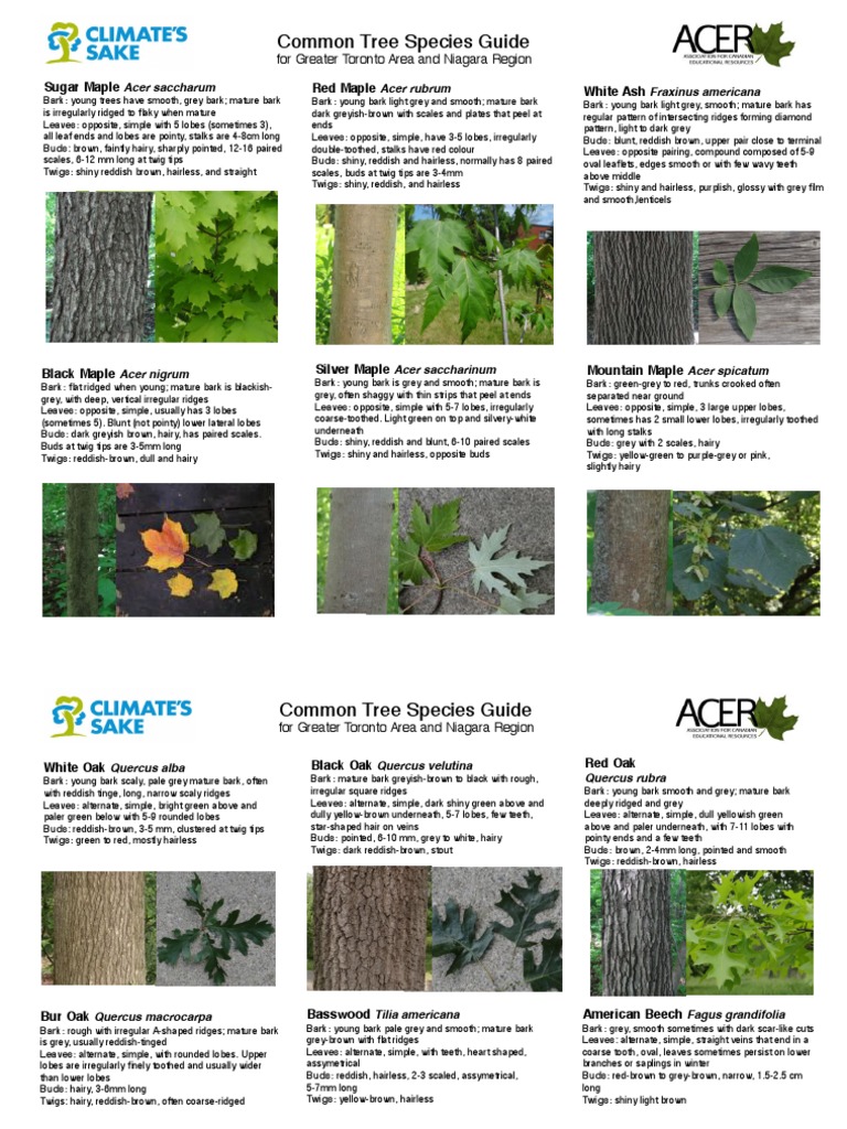Common Tree Species Guide For Greater Toronto Area and Niagara Region ...