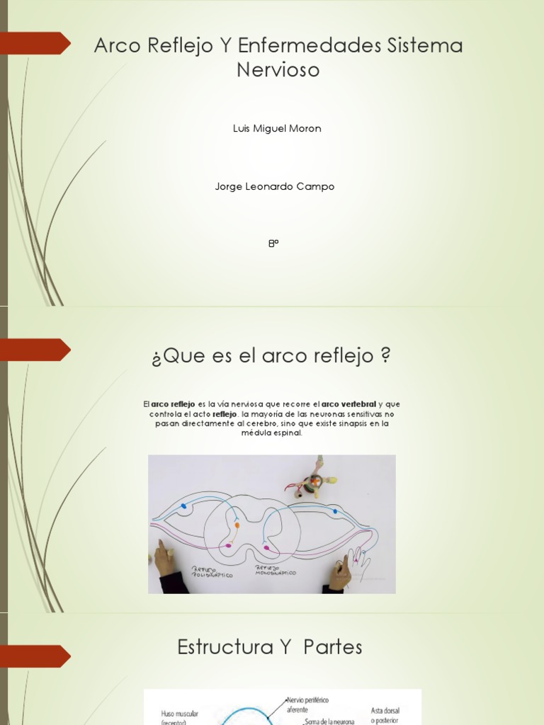 Arco Reflejo y Su Función en el SN | PDF