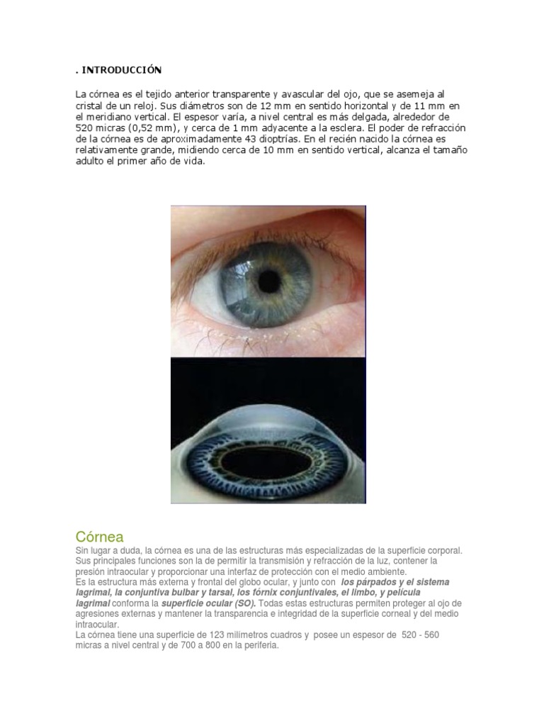 Anatomía y Función de la Córnea | PDF | Córnea | Ojo humano