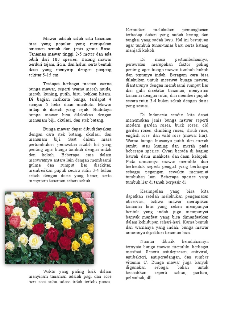 Ciri dan Perawatan Bunga Mawar | PDF