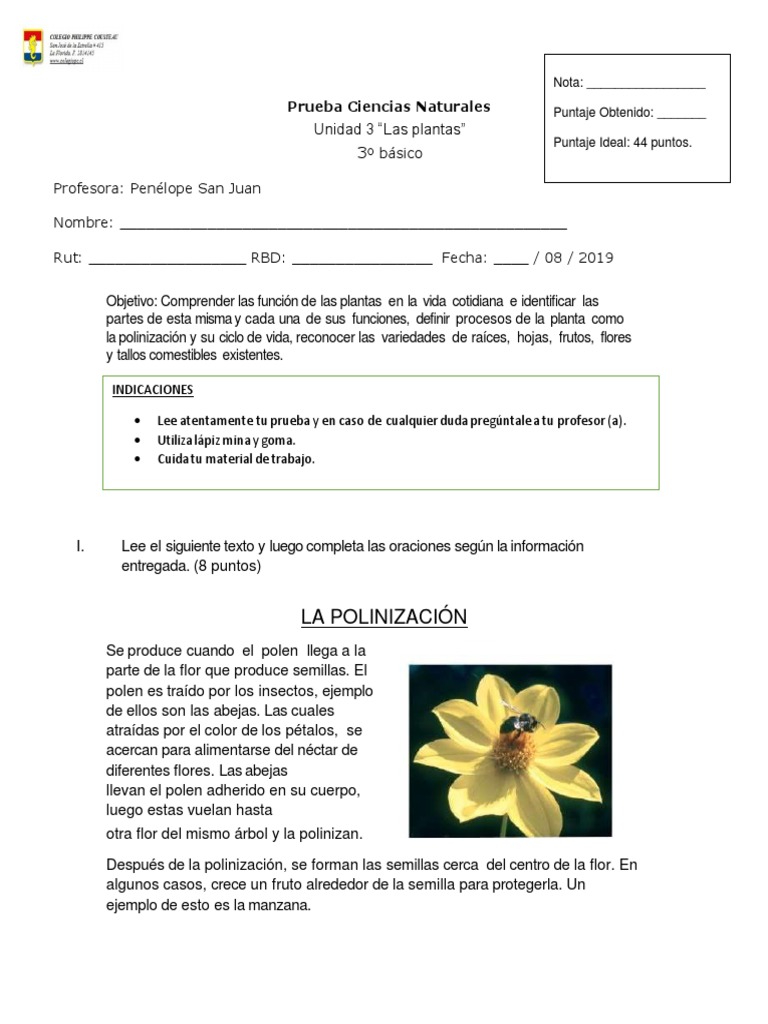 Evaluación 3º "Partes de La Planta" AGOSTO | PDF | Plantas | Flores