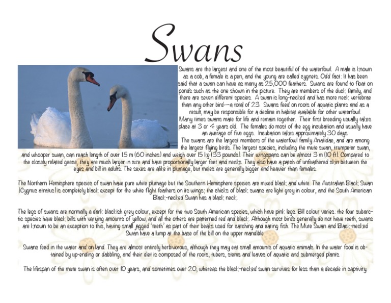 Swan Facts | PDF | Birds | Waterfowl