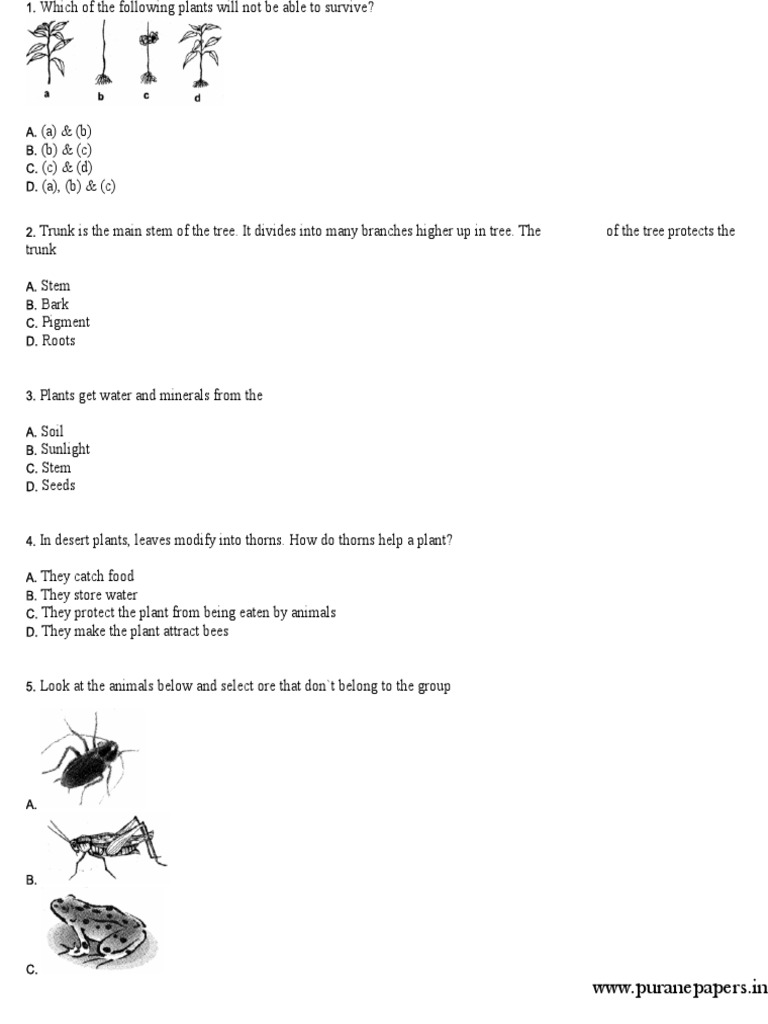 NSO Sample Paper Class 3 Science | PDF | Trees | Digestion