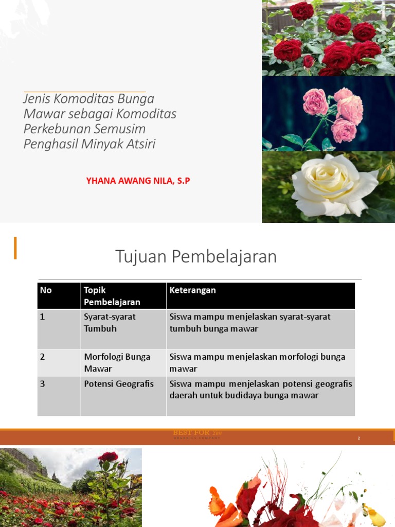 Jenis Komoditas Bunga Mawar Sebagai Komoditas Perkebunan Semusim 2 ...