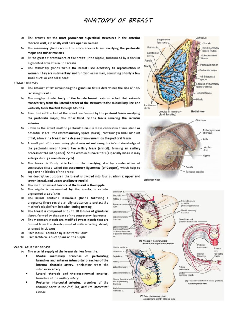 Anatomy and Histology of the Female Breast | PDF | Breast | Lymphatic ...