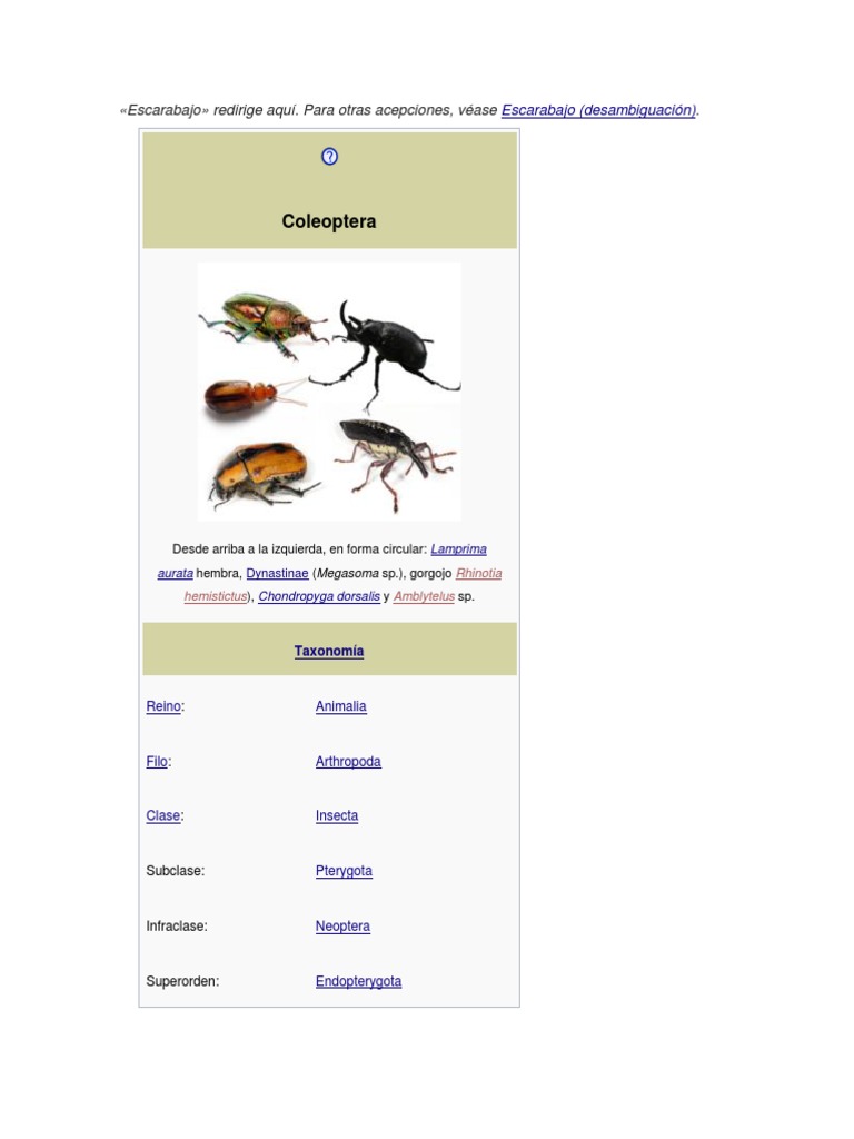 Cucarron | PDF | Escarabajo | Insectos