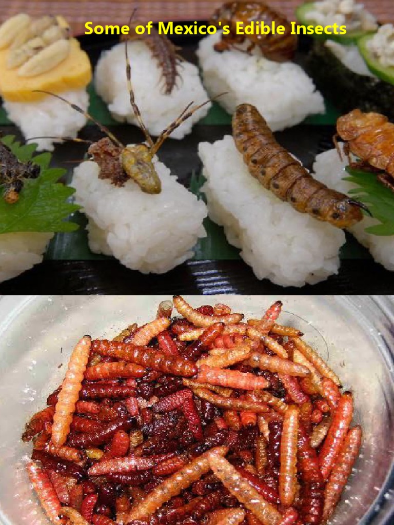 Some of Mexico's Edible Insects | PDF