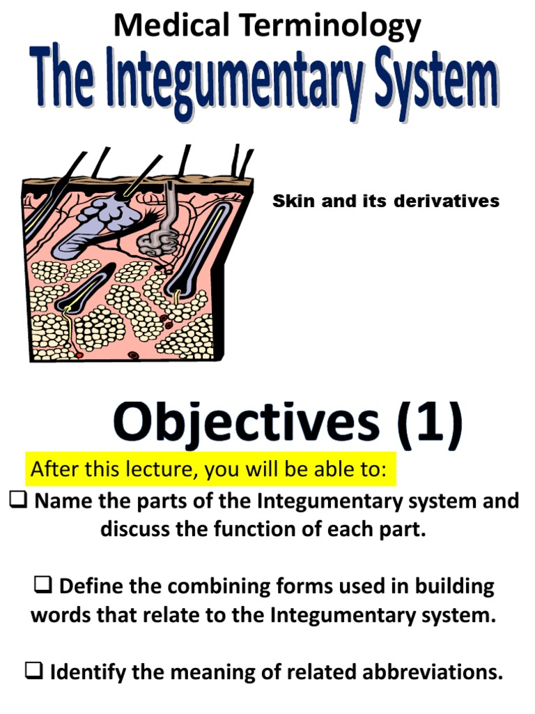 Integumentary System: Skin and Its Derivatives | PDF | Integumentary ...