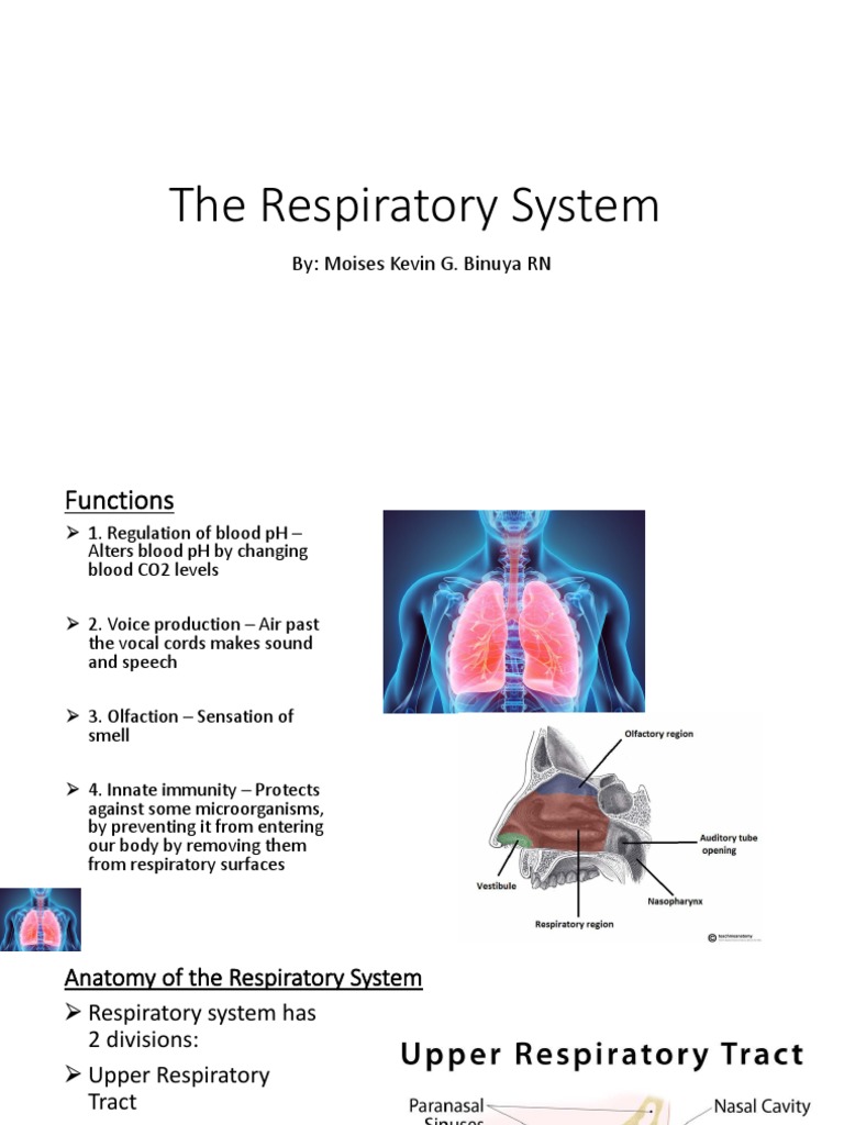 Respiratory System Functions & Anatomy | PDF | Respiratory Tract | Lung