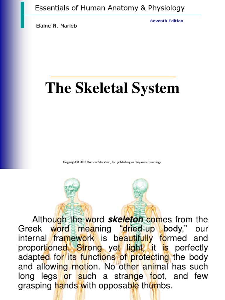 The Skeletal System: Elaine N. Marieb | PDF | Skeleton | Bone