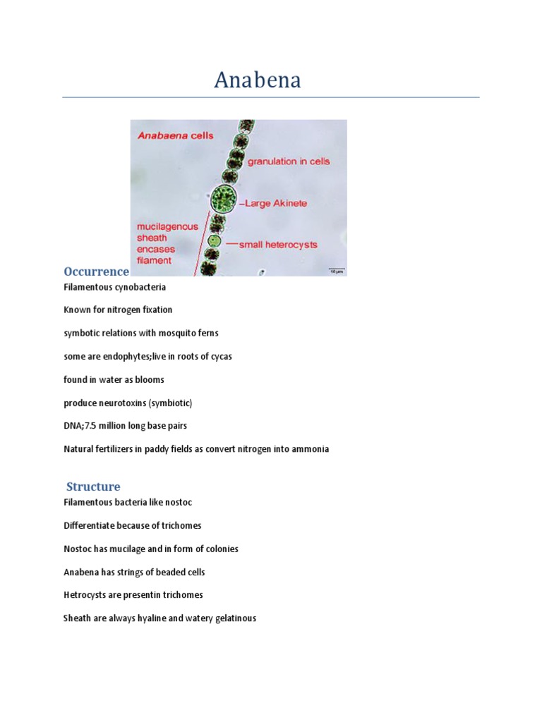 Anabena: Occurrence | PDF | Science & Mathematics