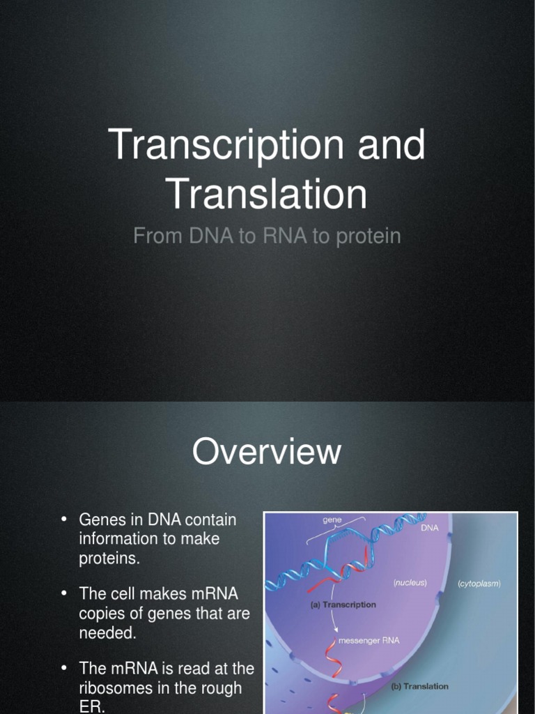 Transcription and Translation: From DNA To RNA To Protein | PDF ...