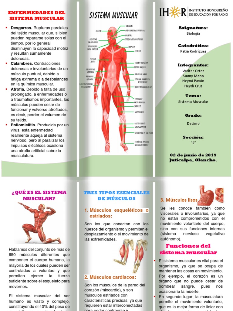 Trifolio | Descargar gratis PDF | Músculo | Sistema musculoesquelético